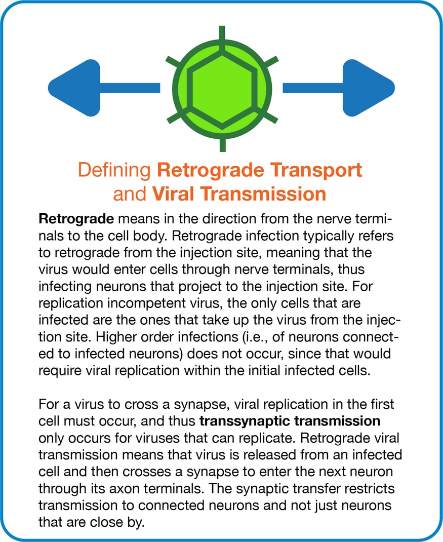 Rabies and Neuronal Tracing